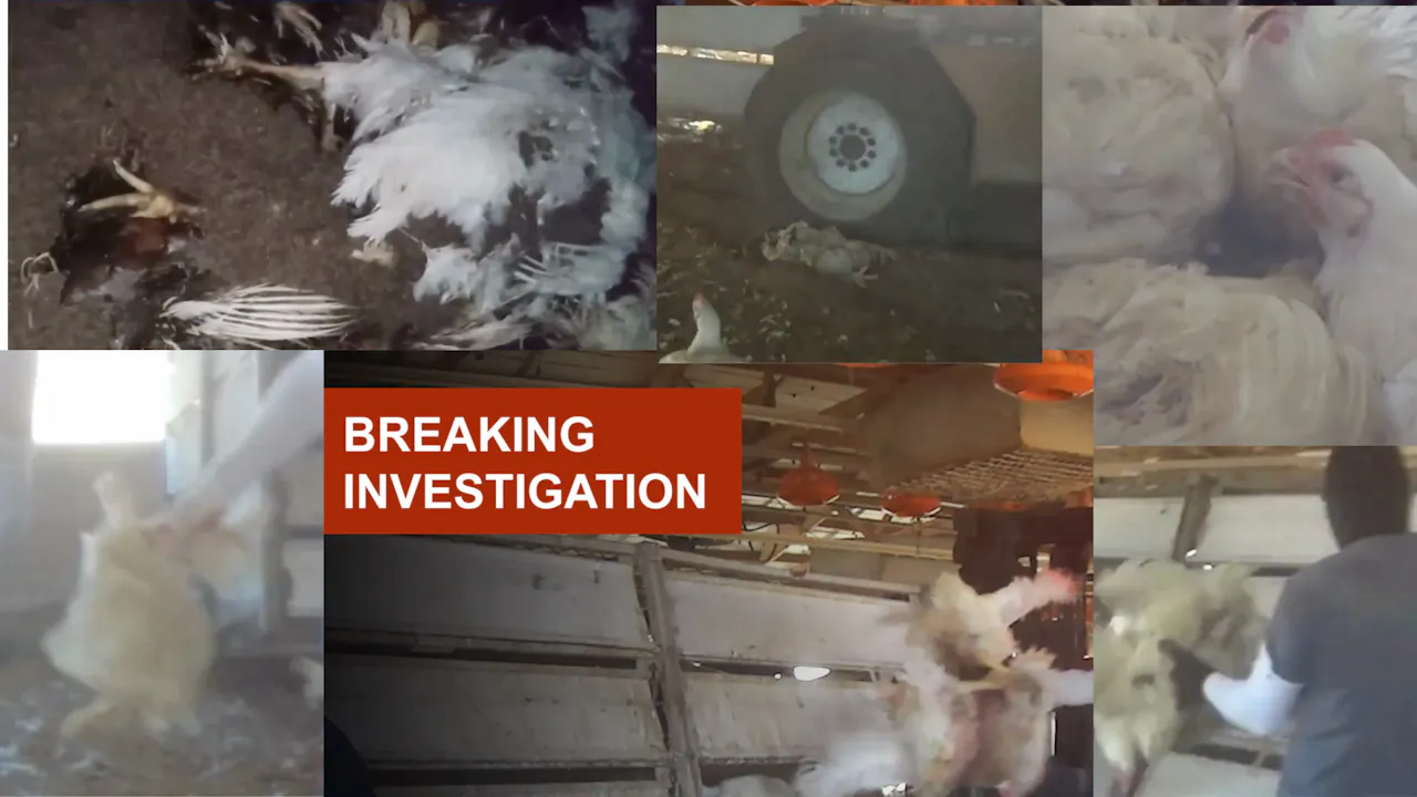 Shocking Chicken Abuse! - Truth Files with Jane Velez-Mitchell - UNCHAINEDTV