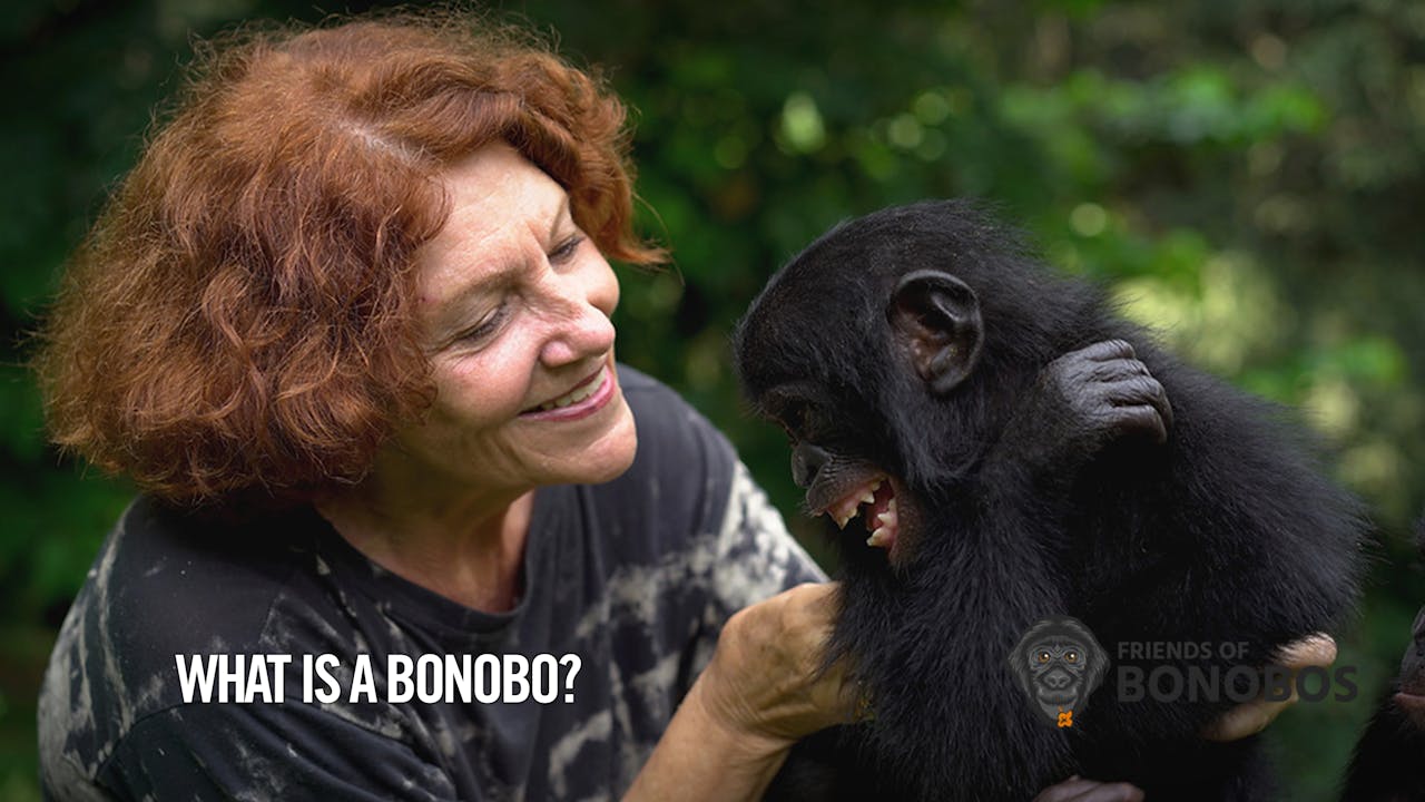 What is a Bonobo? - UNCHAINEDTV