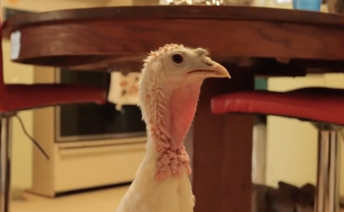Sealy the Turkey - UNCHAINEDTV