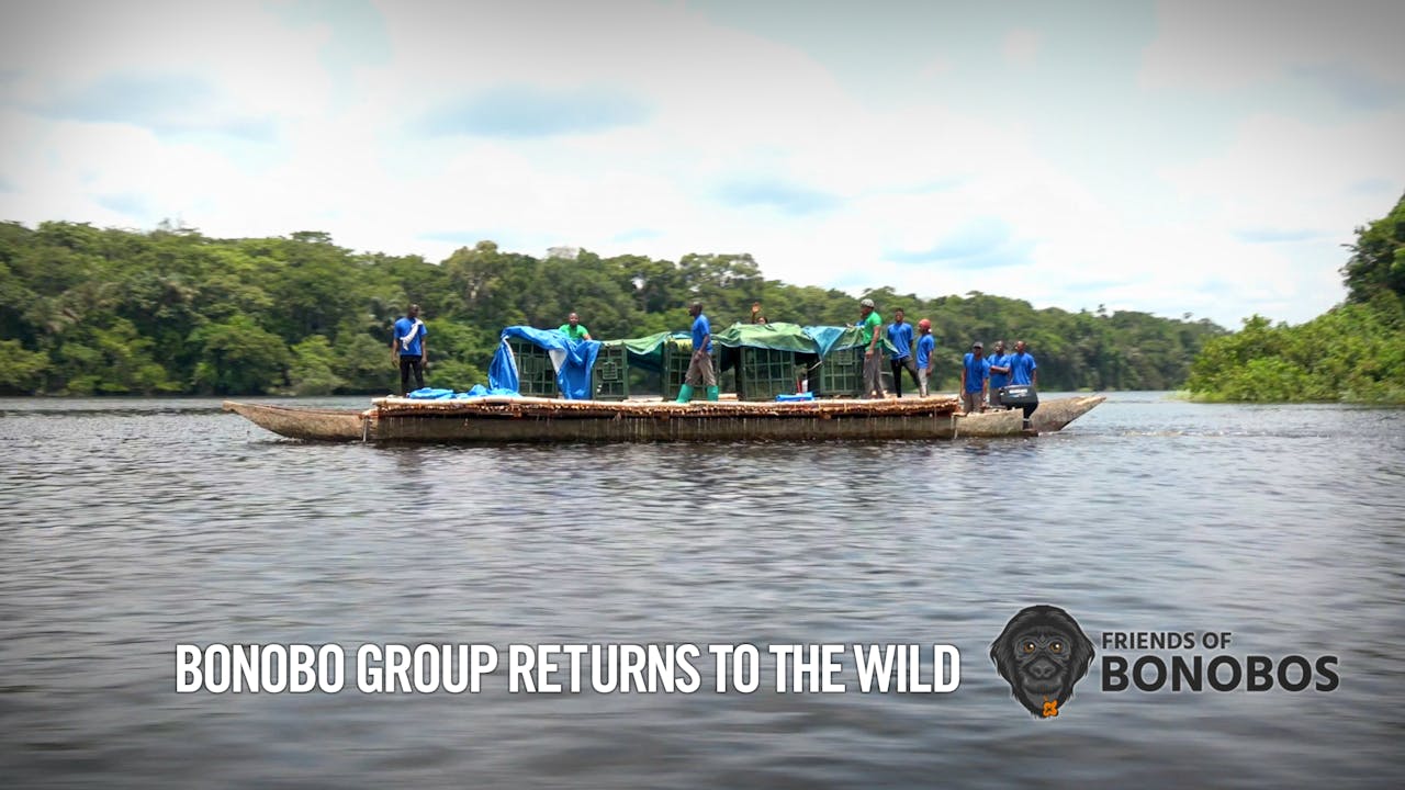 Bonobo Group Returns to the Wild - UNCHAINEDTV