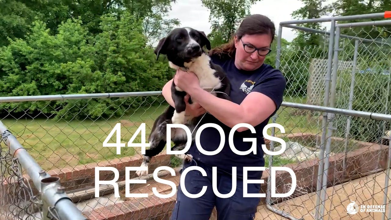 44 Dogs: Rescue Journey - UNCHAINEDTV