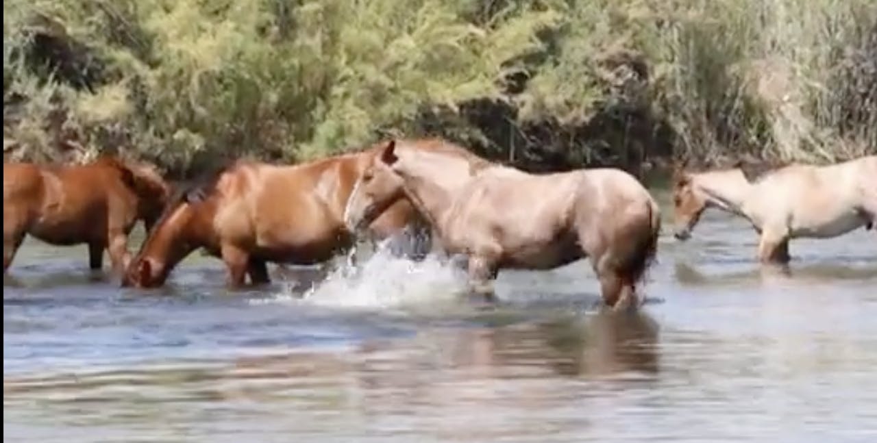 The Mustang Man - UNCHAINEDTV