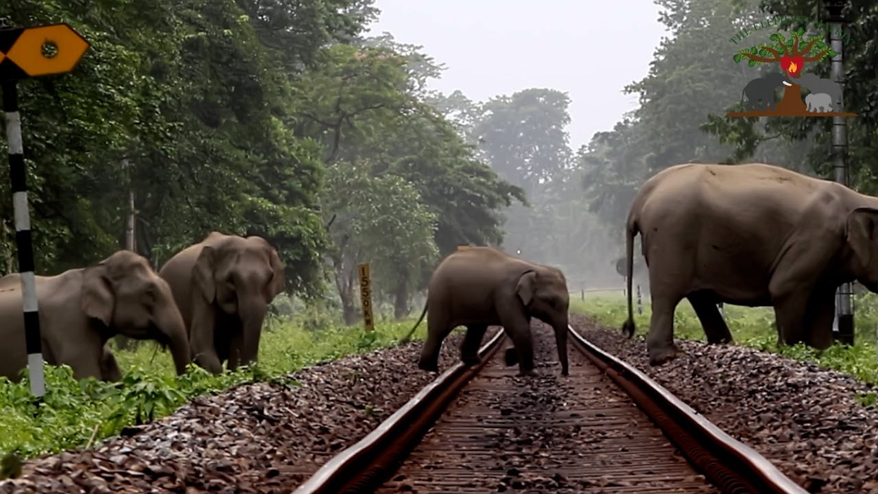 Saving Elephants from Deadly Trains - UNCHAINEDTV