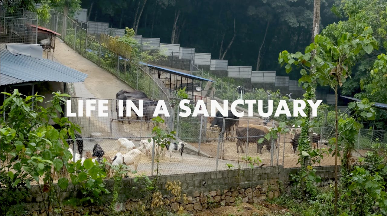 Life in a Sanctuary - UNCHAINEDTV