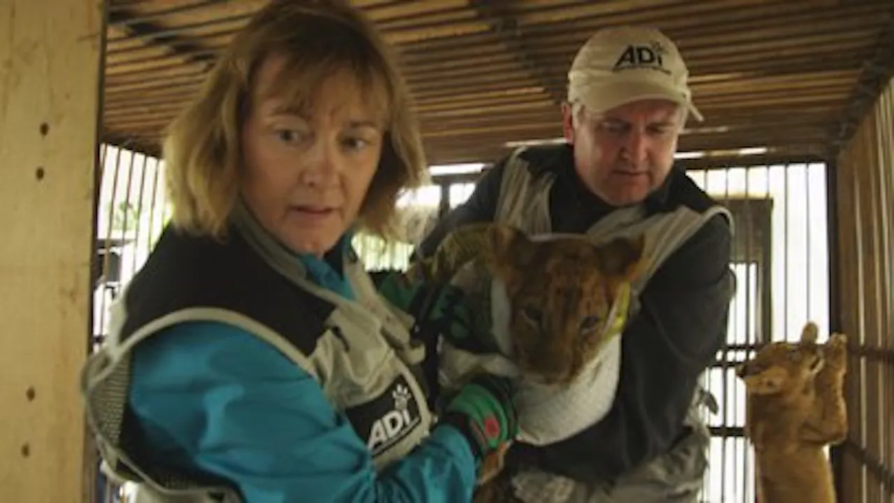Lion Ark: Go Behind the Scenes of Amazing Animal Action Movie! - Truth ...