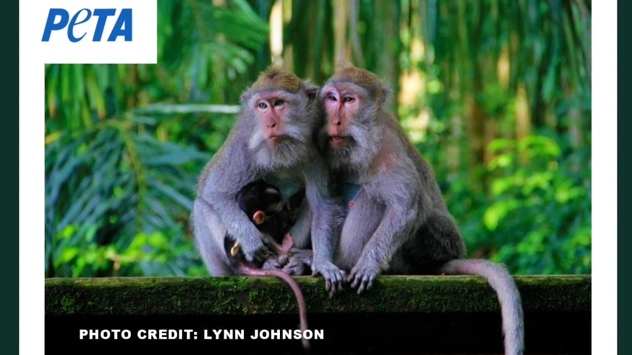 Cruel Monkey Biz Revealed - UnchainedTV