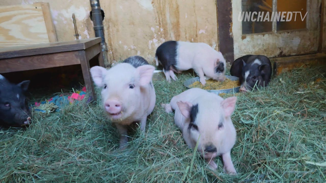 PIG LITTLE LIES (Preview) - UNCHAINEDTV