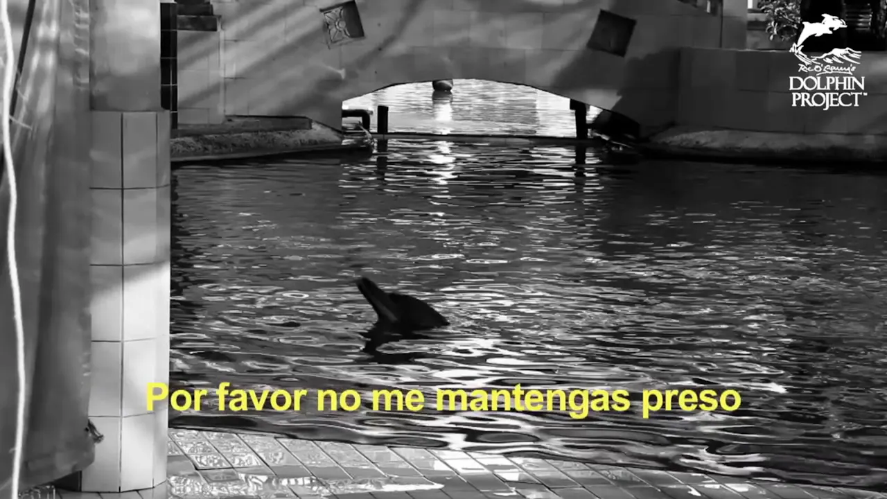 The Dolphin Project - Release Me - Ric O'Barry's Dolphin Project ...