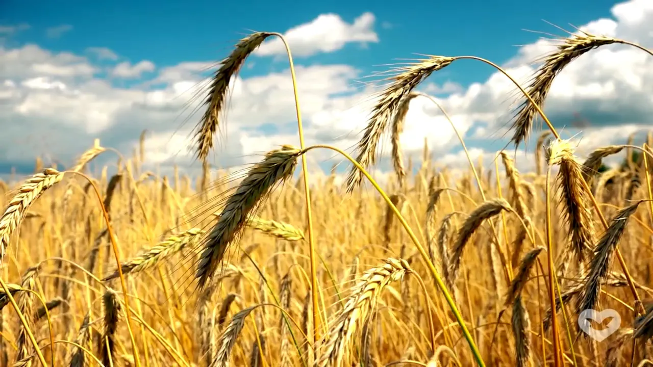 The Wheat and the Tare - Parables of the Lord Jesus - ULFN