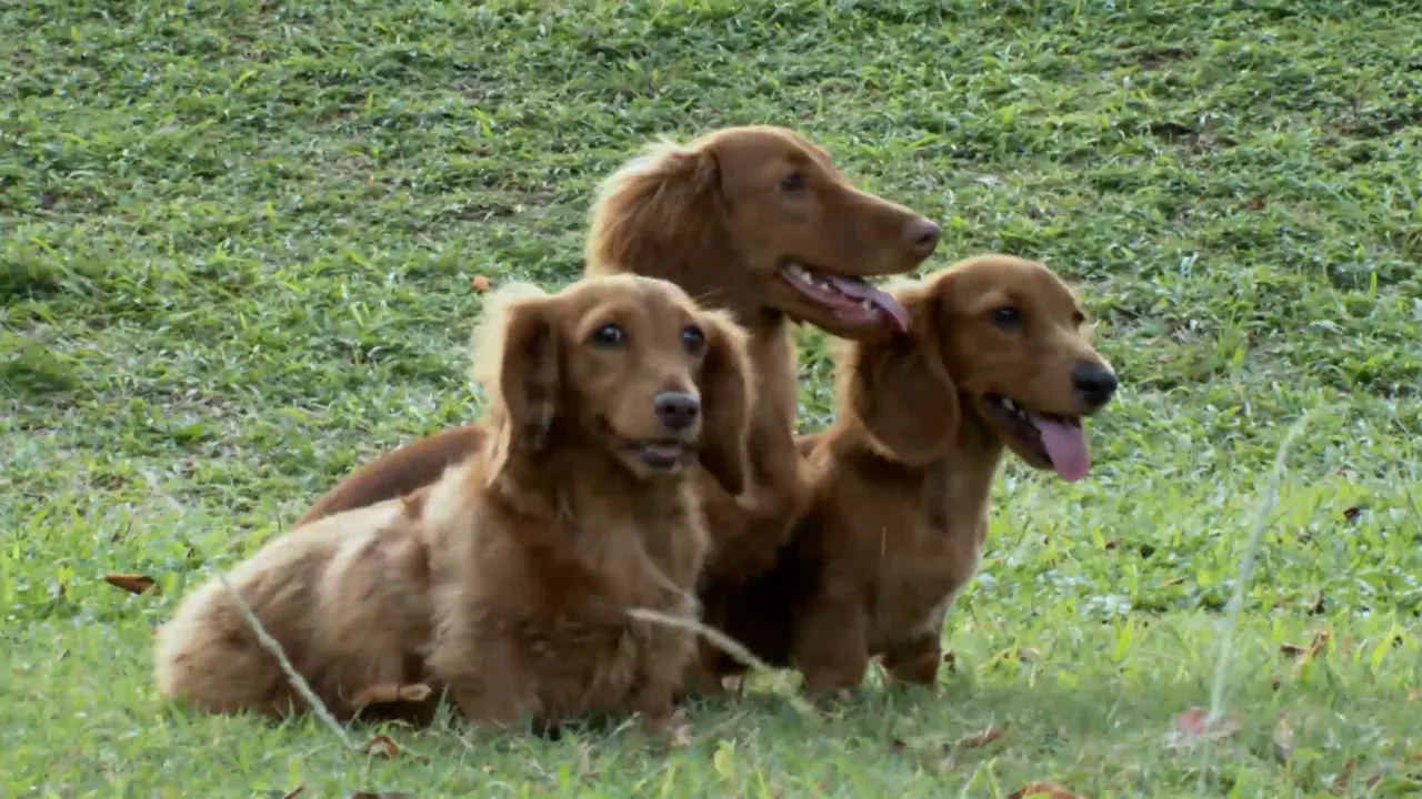 Weiner Dogs to the Rescue - Pets in Paradise - Season 1 - UP Faith and ...