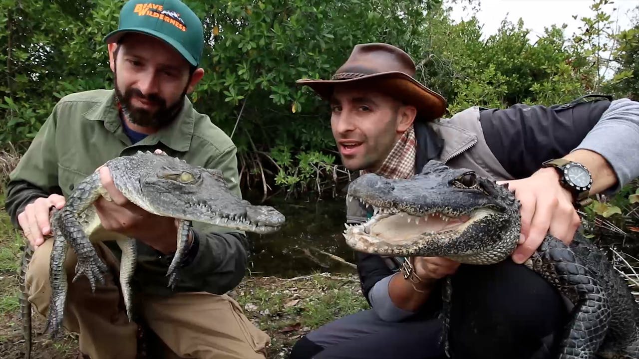 Python Strikes and Bites - Brave Wilderness - Season 2 - UP Faith and ...