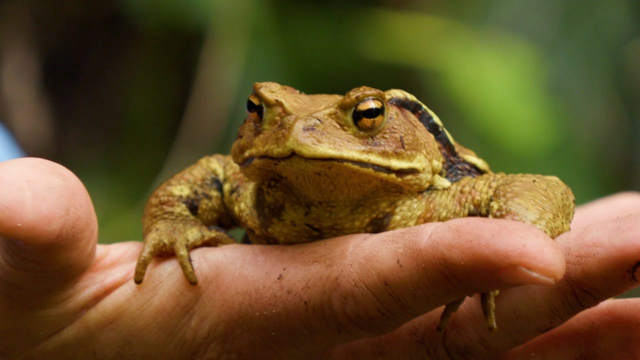 Rare Blue Frog Caught! - Brave Wilderness - Season 5 - UP Faith and Family