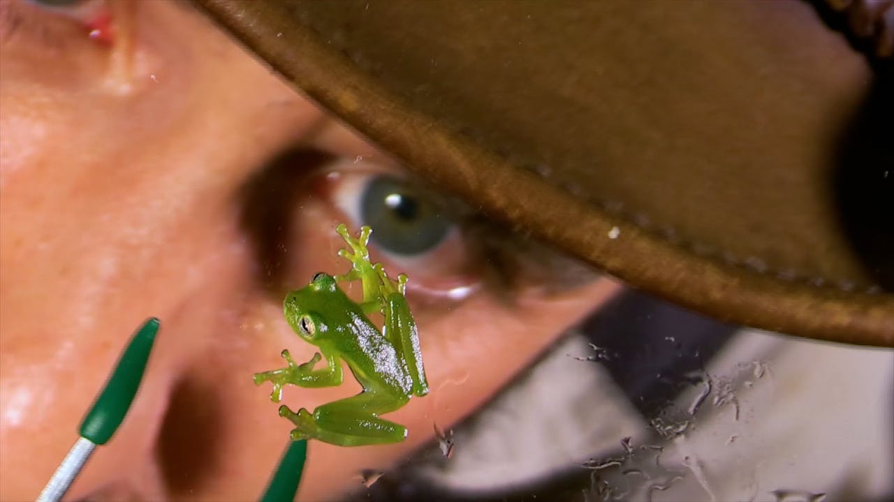 The Invisible Frog - Brave Wilderness - Season 2 - UP Faith and Family