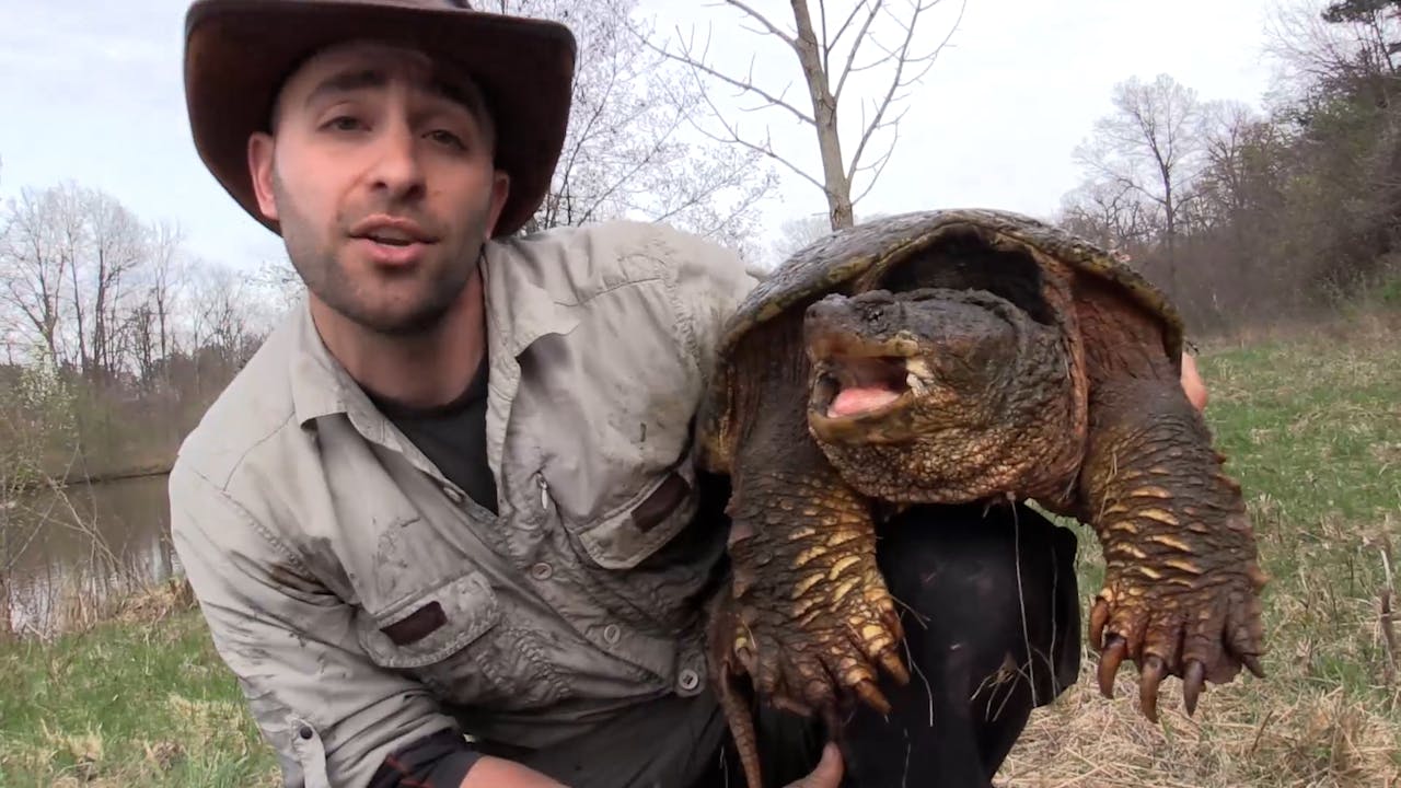 Snapping Turtles - Brave Wilderness - Season 3 - UP Faith and Family