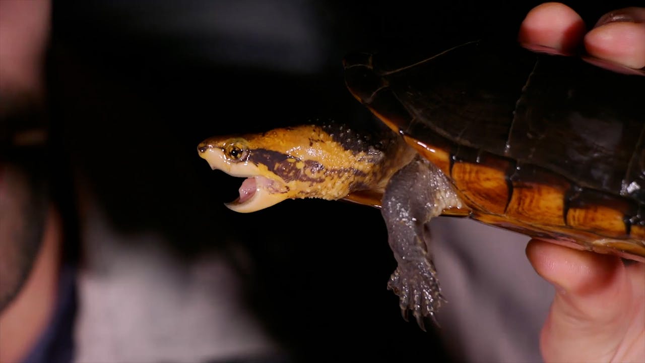 Frogs Galore - Brave Wilderness - Season 1 - UP Faith and Family