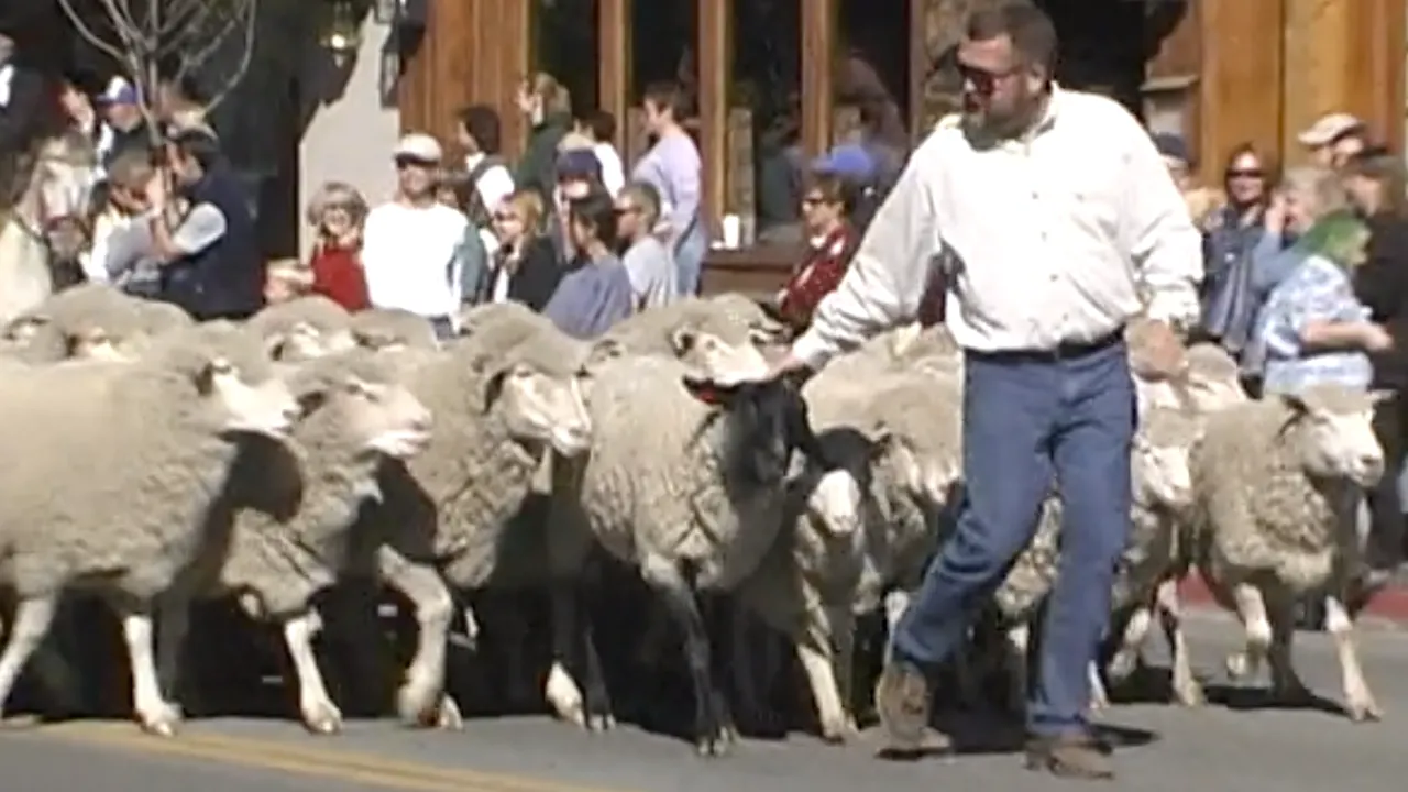 Trailing of the Sheep - Western Folklife TV