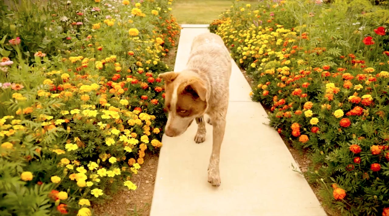 Hedge Your Bets My Wild Domestic - Poem Films - Western Folklife TV