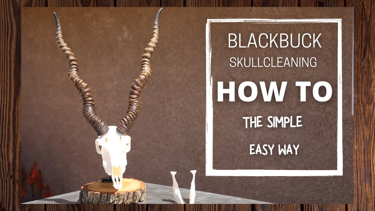 HOW TO CLEAN A BLACKBUCK SKULL - SKULL CARE - Whitebone Creations
