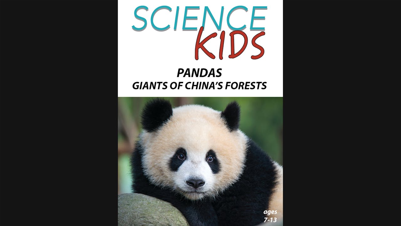 Science Kids - Pandas - Giants of China's Forests - Science Kids ...