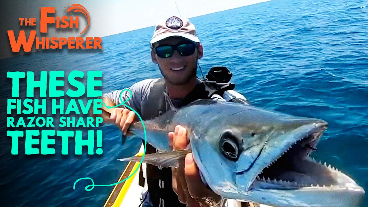 These Fish have Razor Sharp Teeth! - Season 1 - Yippee - Faith filled ...