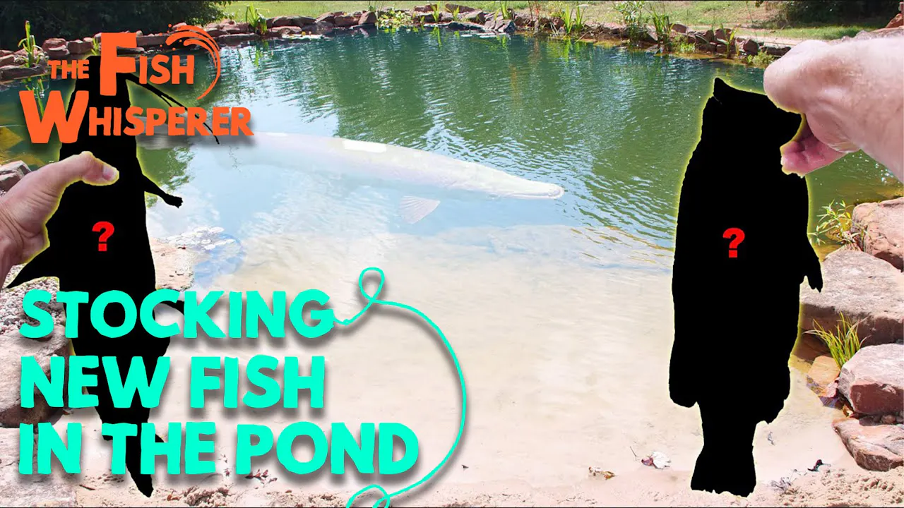 Stocking New Fish in the Pond! (Will They Get Eaten) - The Fish ...