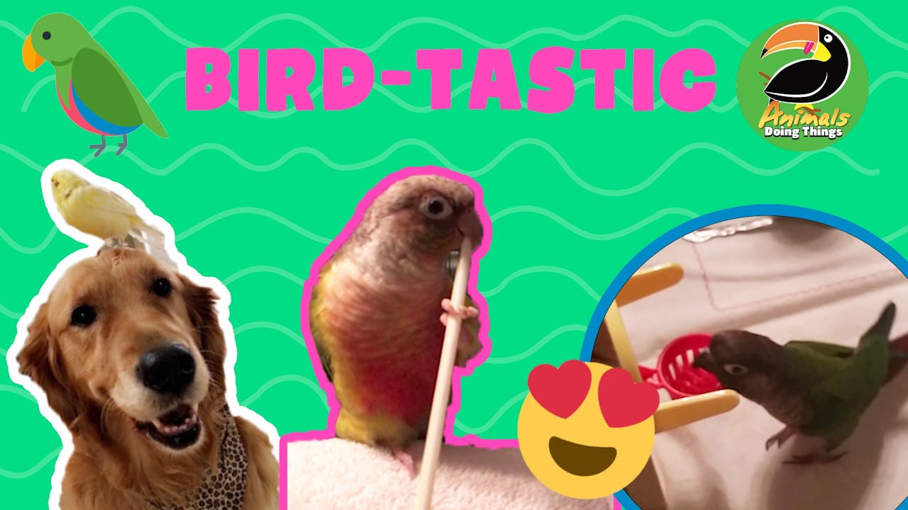 Animals Doing Things | Bird-tastic - Animals Doing Things - Yippee ...