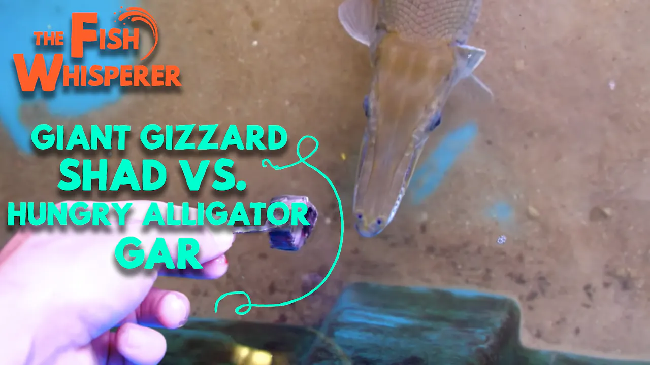 Giant Gizzard Shad Vs. Hungry Alligator Gar! - Season 1 - Yippee ...