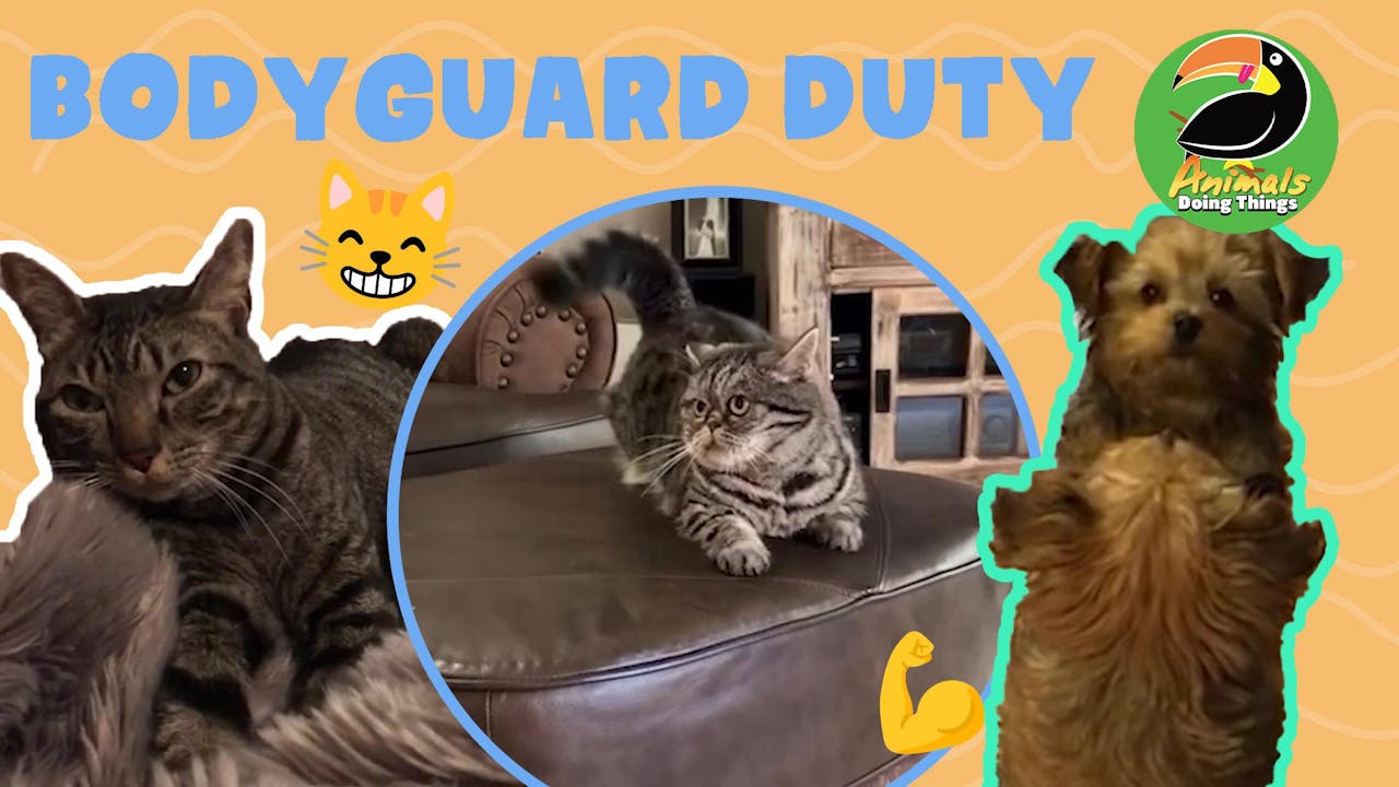 Animals Doing Things | Bodyguard Duty - Animals Doing Things - Yippee ...