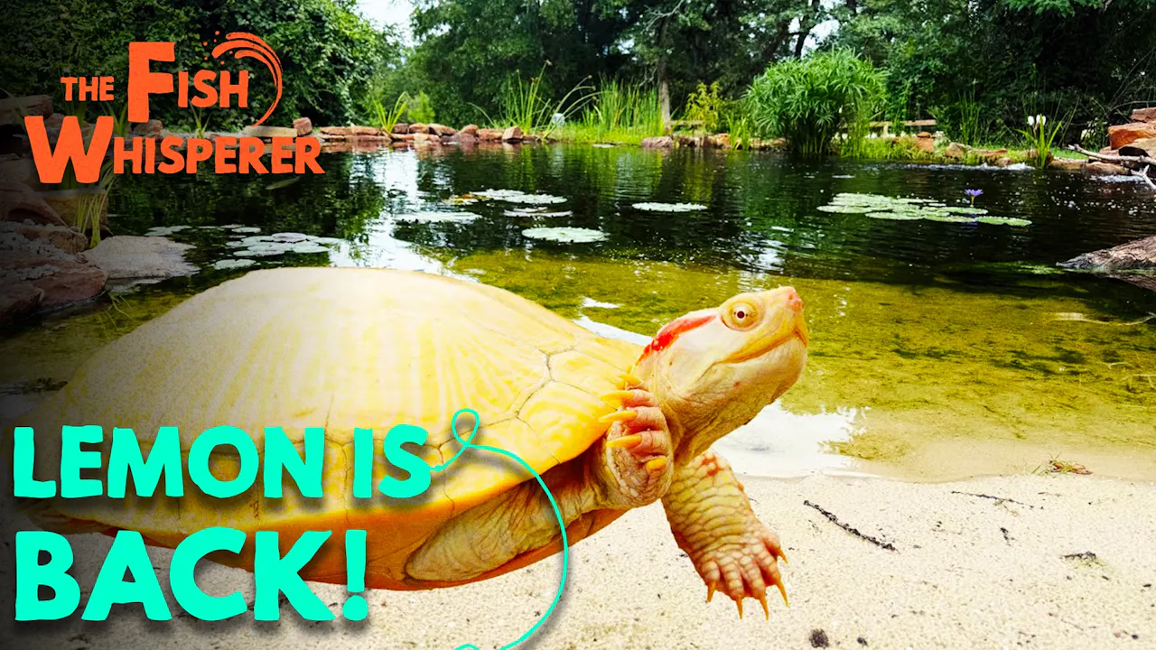 Lemon Is Back! - The Fish Whisperer - Yippee - Faith filled shows!