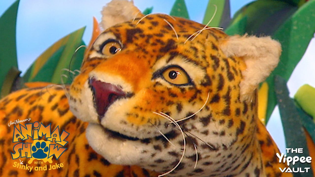 Jaguar & Tortoise - Animal Show with Stinky and Jake - Yippee - Faith ...