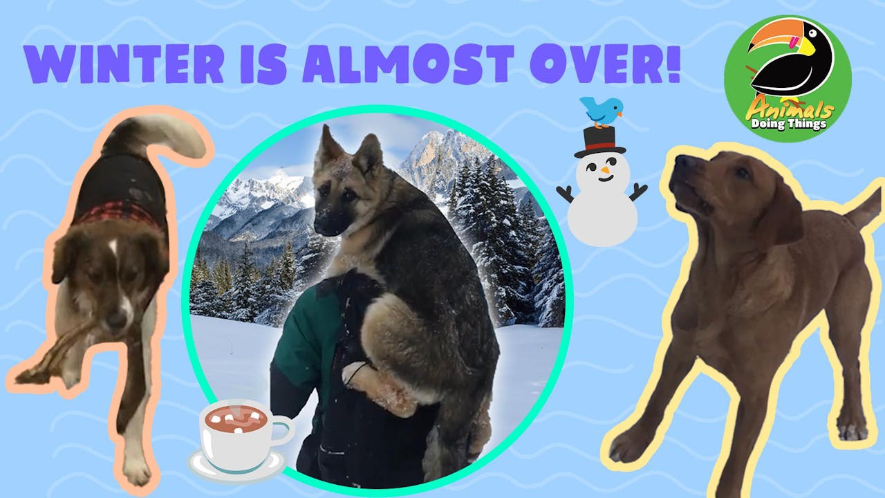 Animals Doing Things | Winter Is Almost Over! - Animals Doing Things ...