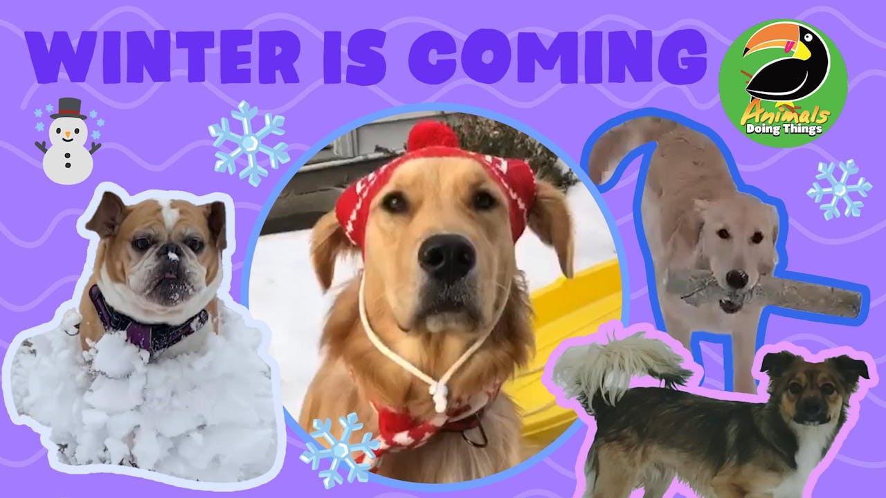 Animals Doing Things | Winter is Coming - Animals Doing Things - Yippee ...