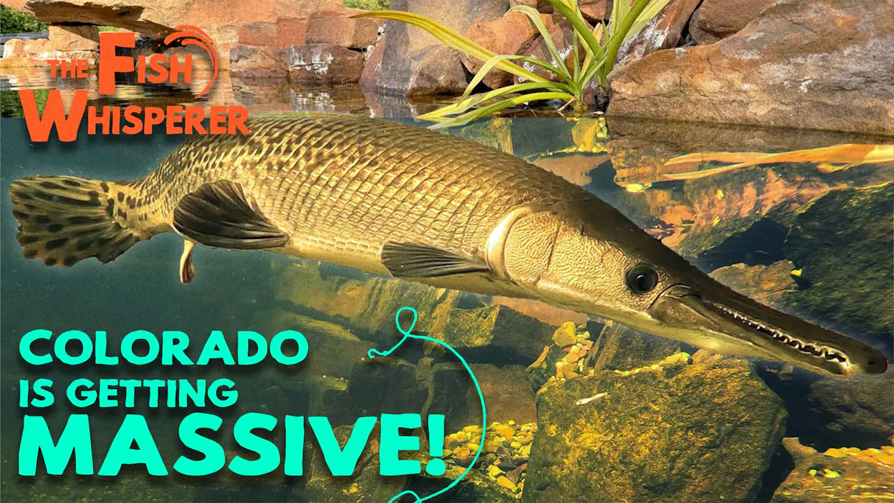 Colorado is Getting Massive! - The Fish Whisperer - Yippee - Faith ...