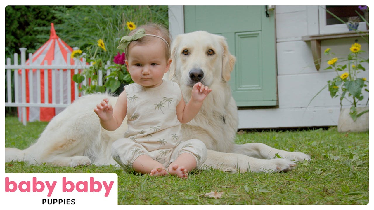 Puppies - Baby Baby - Yippee - Faith filled shows!