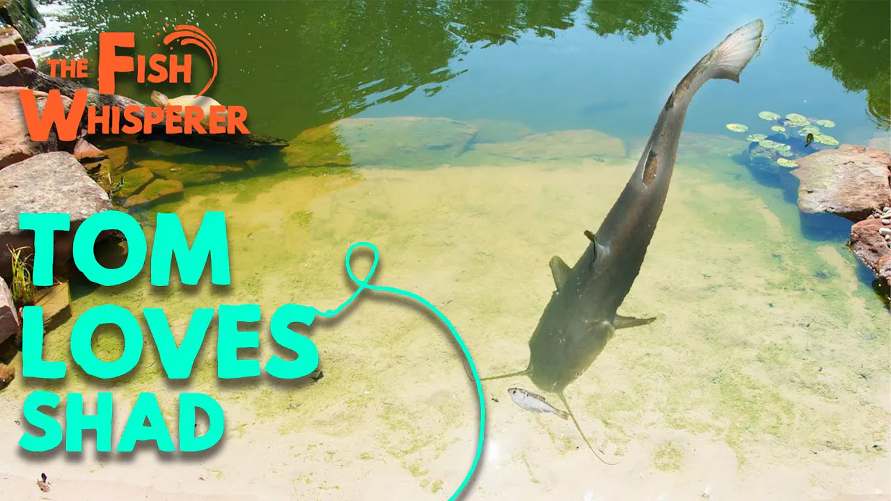 Tom Loves Shad! - The Fish Whisperer - Yippee - Faith filled shows!
