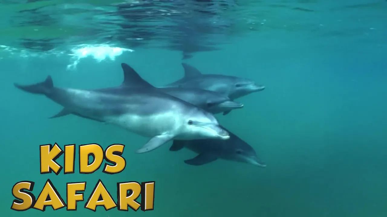 African Sea Life - Kids Safari - Yippee - Faith filled shows!