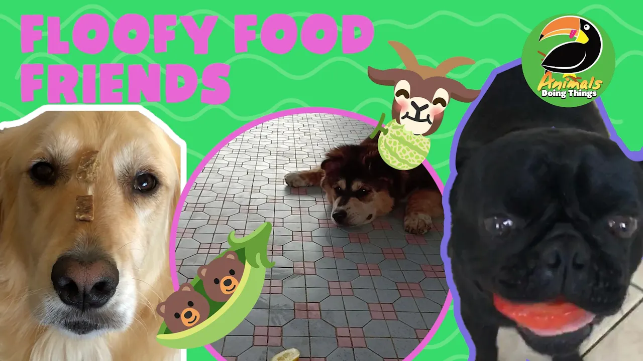 Animals Doing Things | Floofy Food Friends - Animals Doing Things ...
