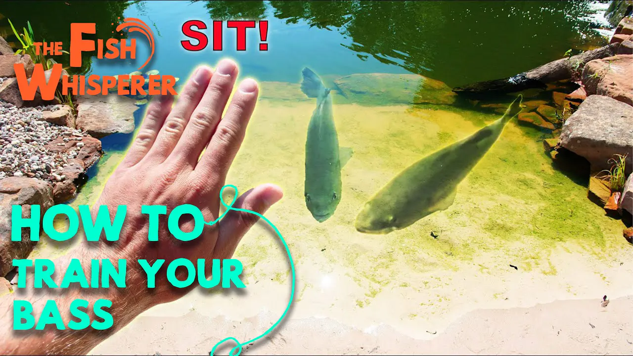 How To Train Your Bass! - The Fish Whisperer - Yippee - Faith filled shows!