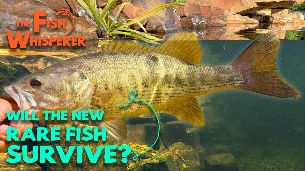 Will the New Rare Fish Survive in the Backyard Pond - The Fish ...