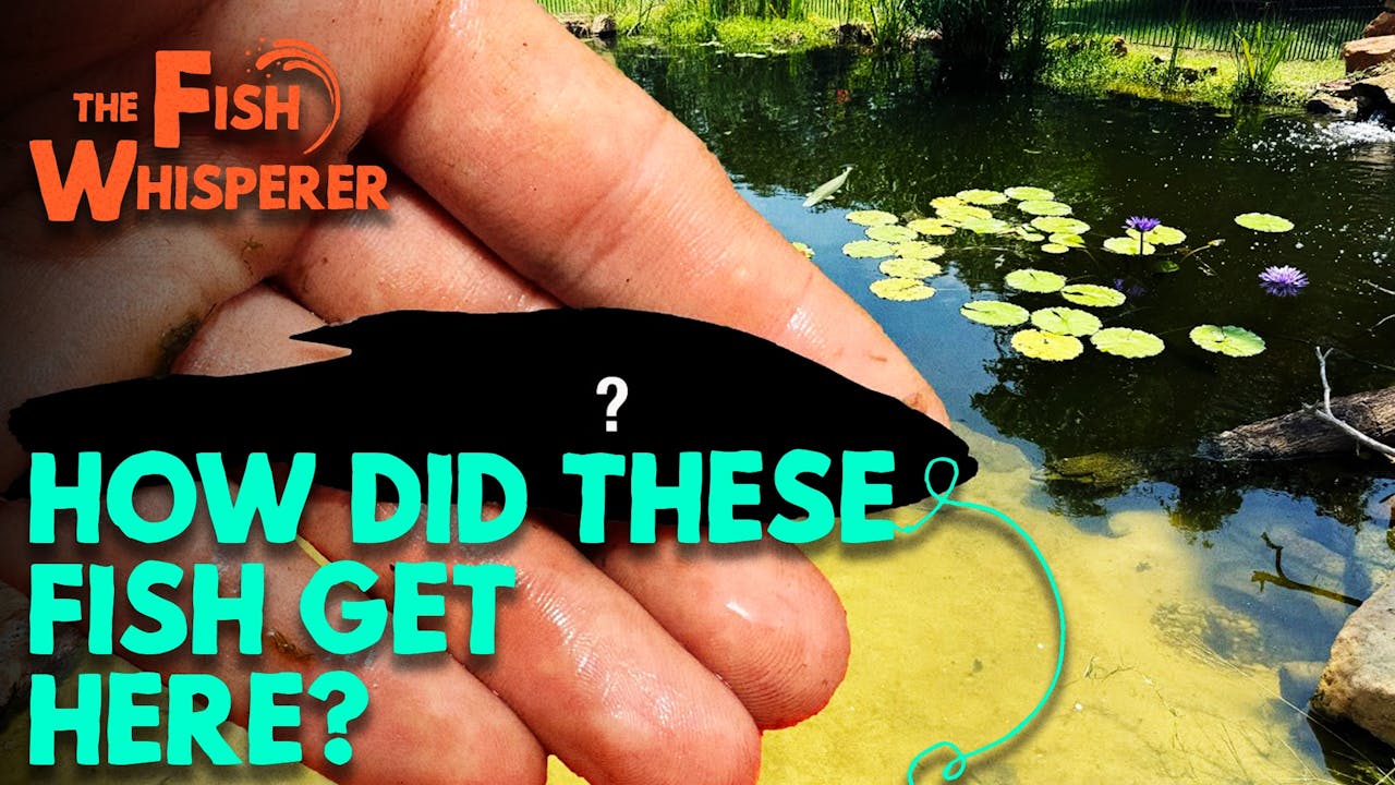 How Did These Fish Get in Here - The Fish Whisperer - Yippee - Faith ...