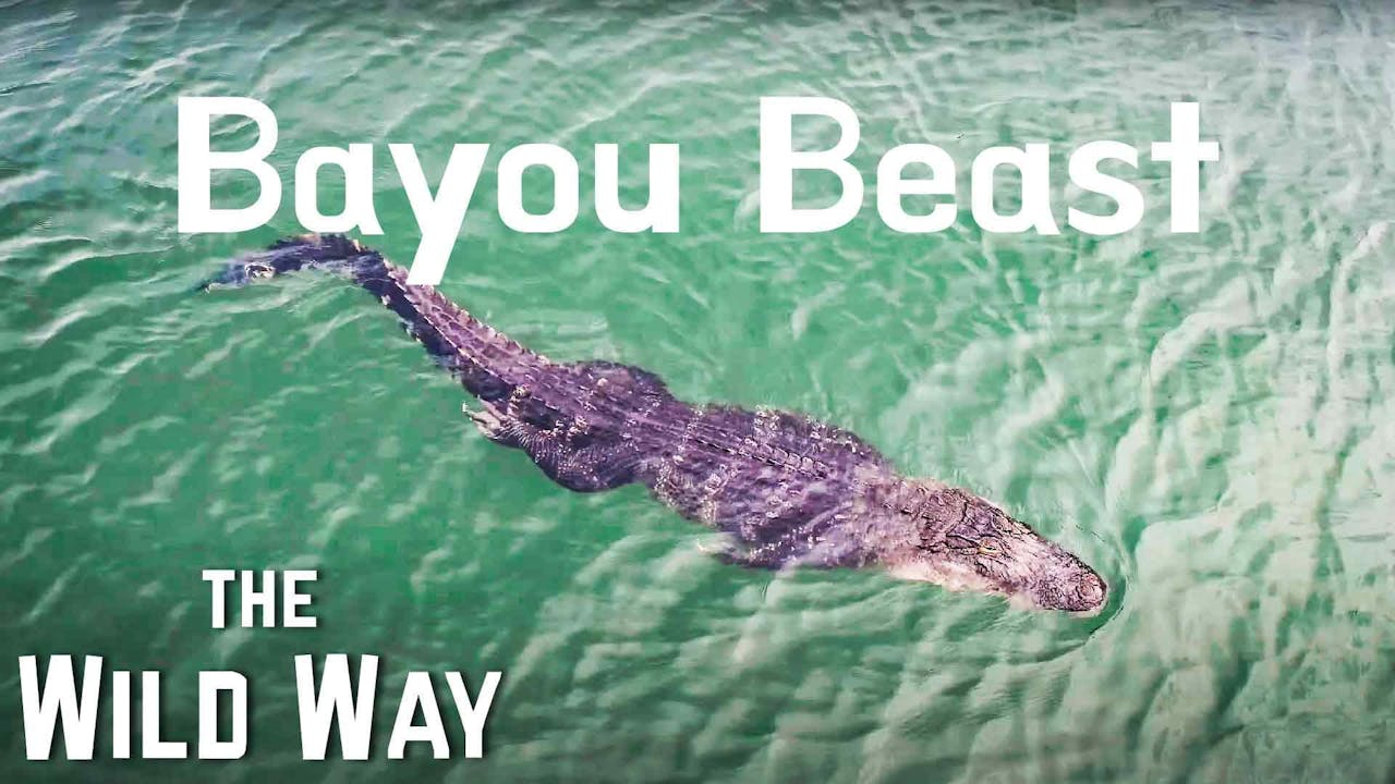 The Wild Way | Bayou Beast - The Wild Way - Yippee - Faith filled shows!