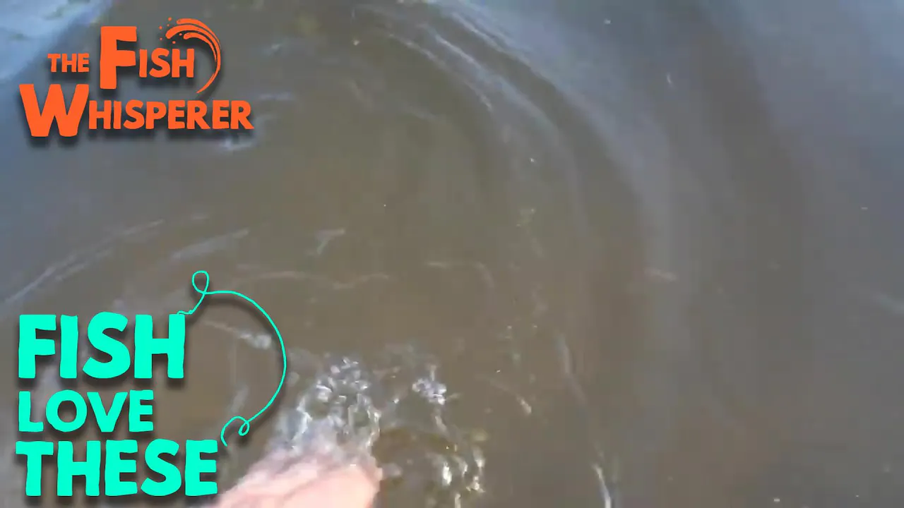 Fish Love These!! - The Fish Whisperer - Yippee - Faith filled shows!