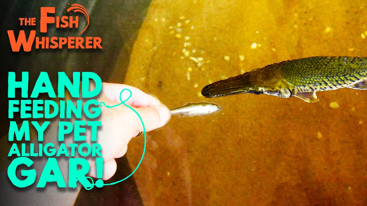 Hand Feeding My Pet Alligator Gar! - The Fish Whisperer - Yippee ...