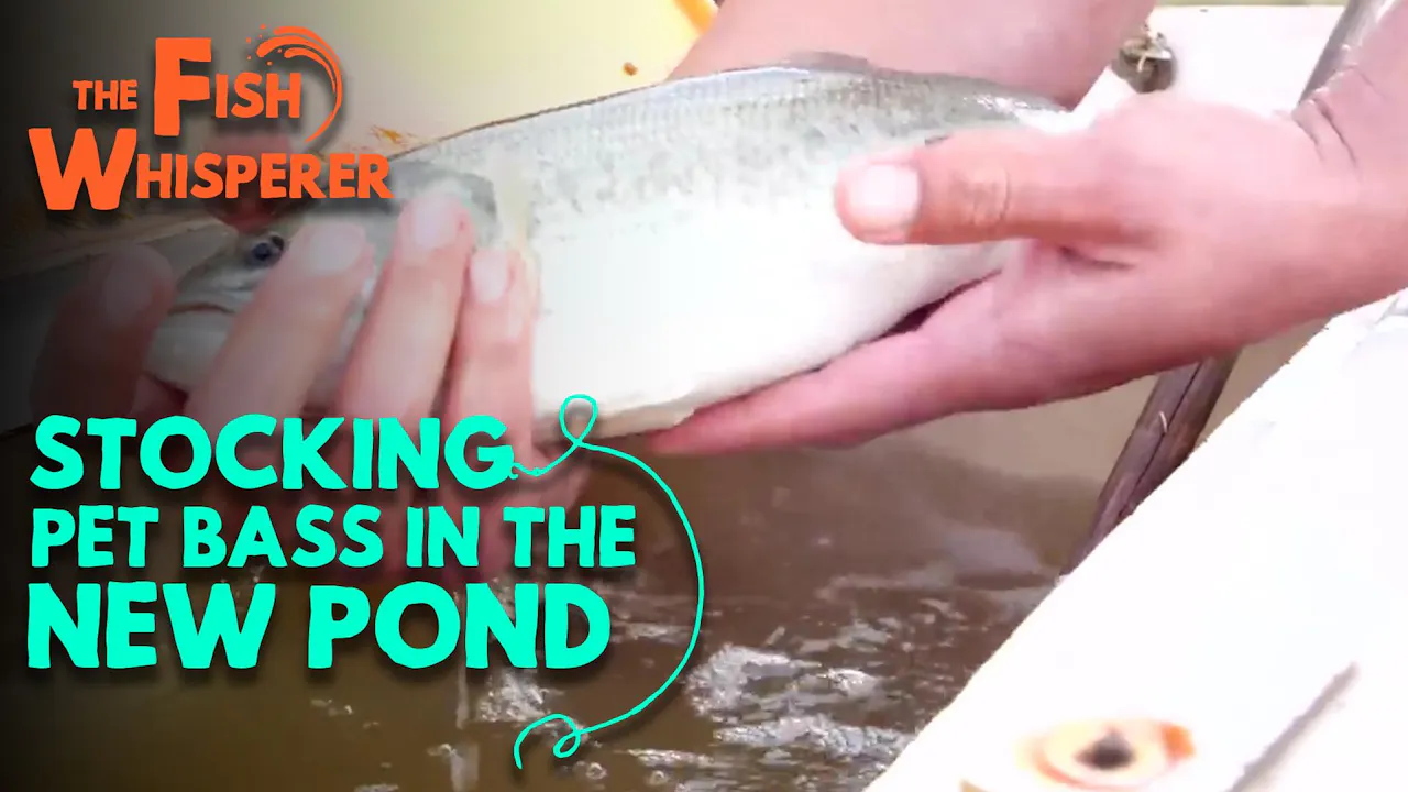 Stocking Pet Bass into the New Pond! - The Fish Whisperer - Yippee ...