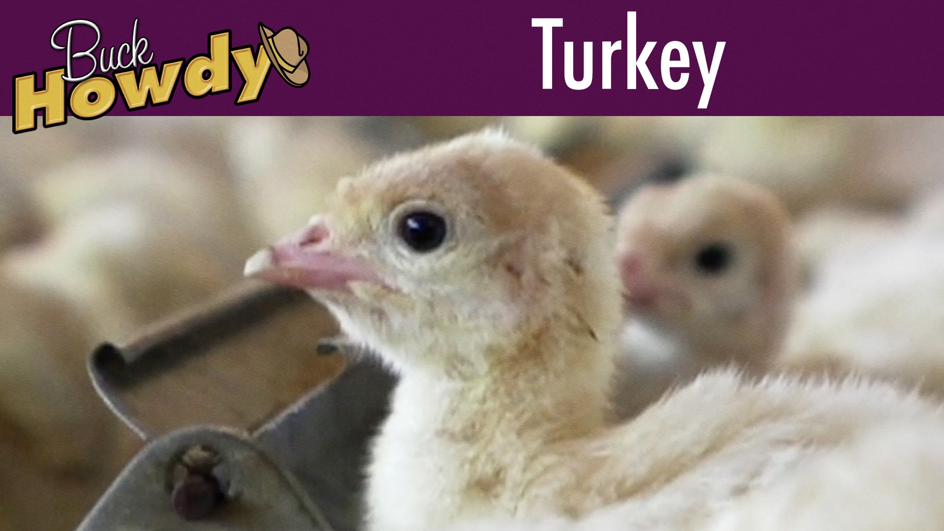 Buck Howdy - Yippee - Faith filled shows! Watch VeggieTales now.