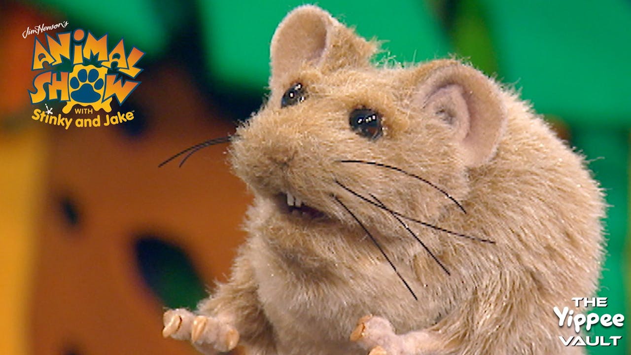 Grasshopper Mouse & Stout - Animal Show with Stinky and Jake - Yippee ...