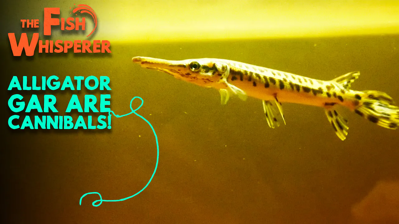 Alligator Gar are Cannibals! - Season 1 - Yippee - Faith filled shows ...