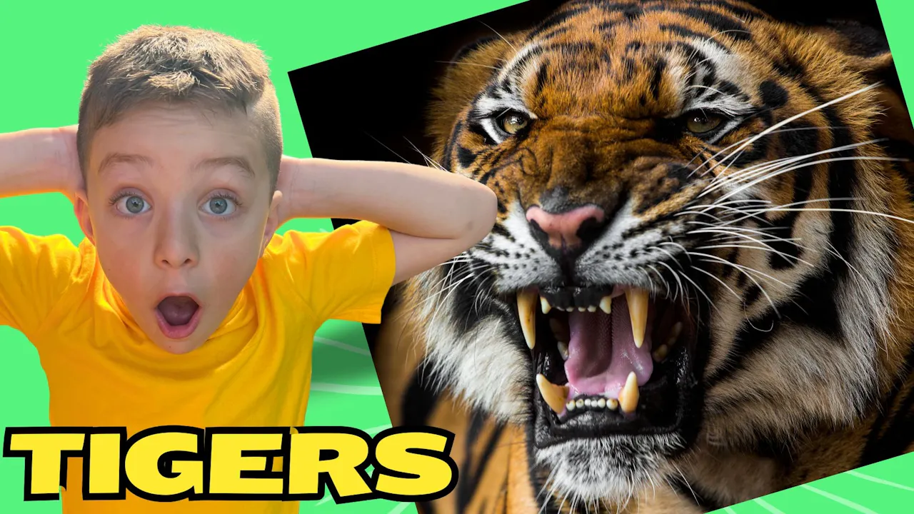 Meet the Mighty Tiger – King of the Jungle! - Oliver and Lucas ...