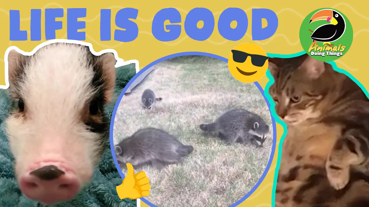 Animals Doing Things | Life Is Good - Animals Doing Things - Yippee ...