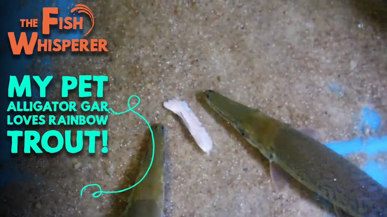 My Pet Alligator Gar Love Rainbow Trout! - Yippee - Faith filled shows!